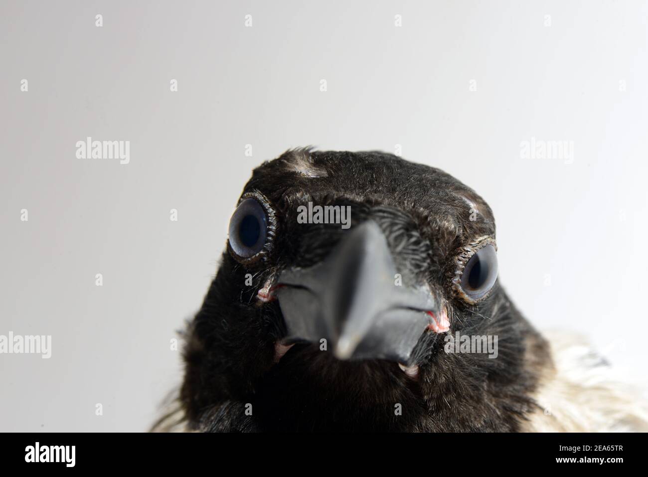Close up crows head beak hi-res stock photography and images - Alamy