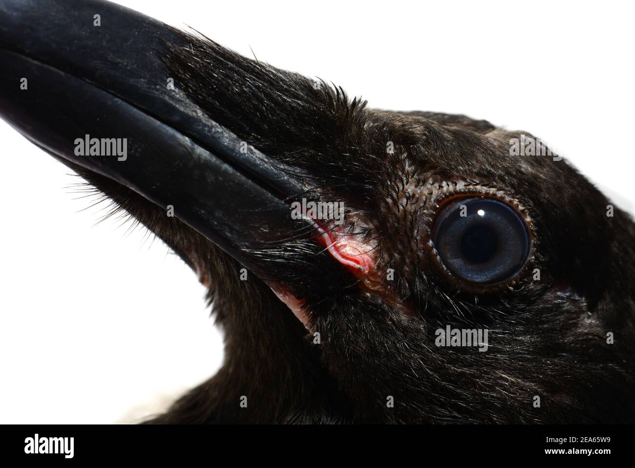 Close up crows head beak hi-res stock photography and images - Alamy