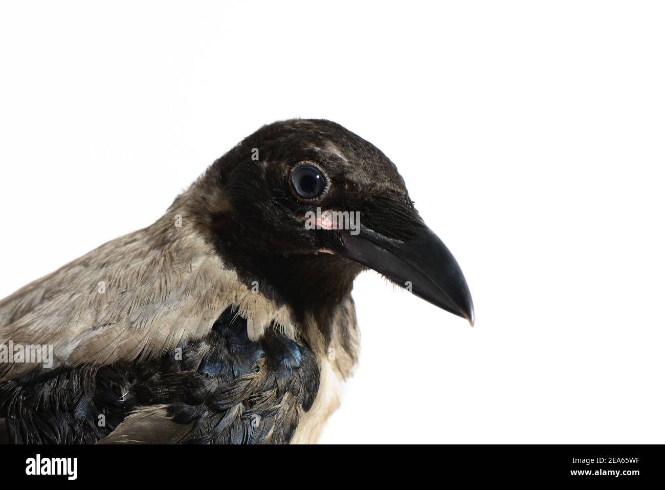 Close up crows head beak hi-res stock photography and images - Alamy