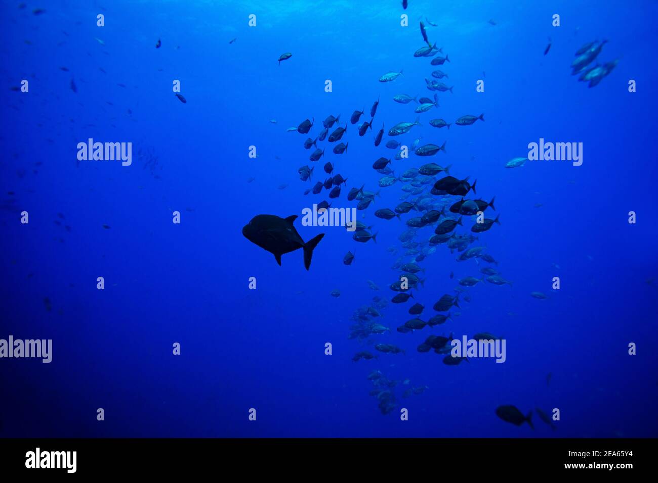 Group of many small fishes swim deep in the underwater Stock Photo - Alamy
