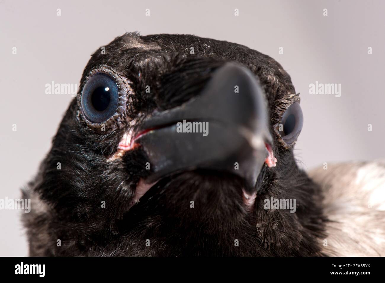 Close up crows head beak hi-res stock photography and images - Alamy