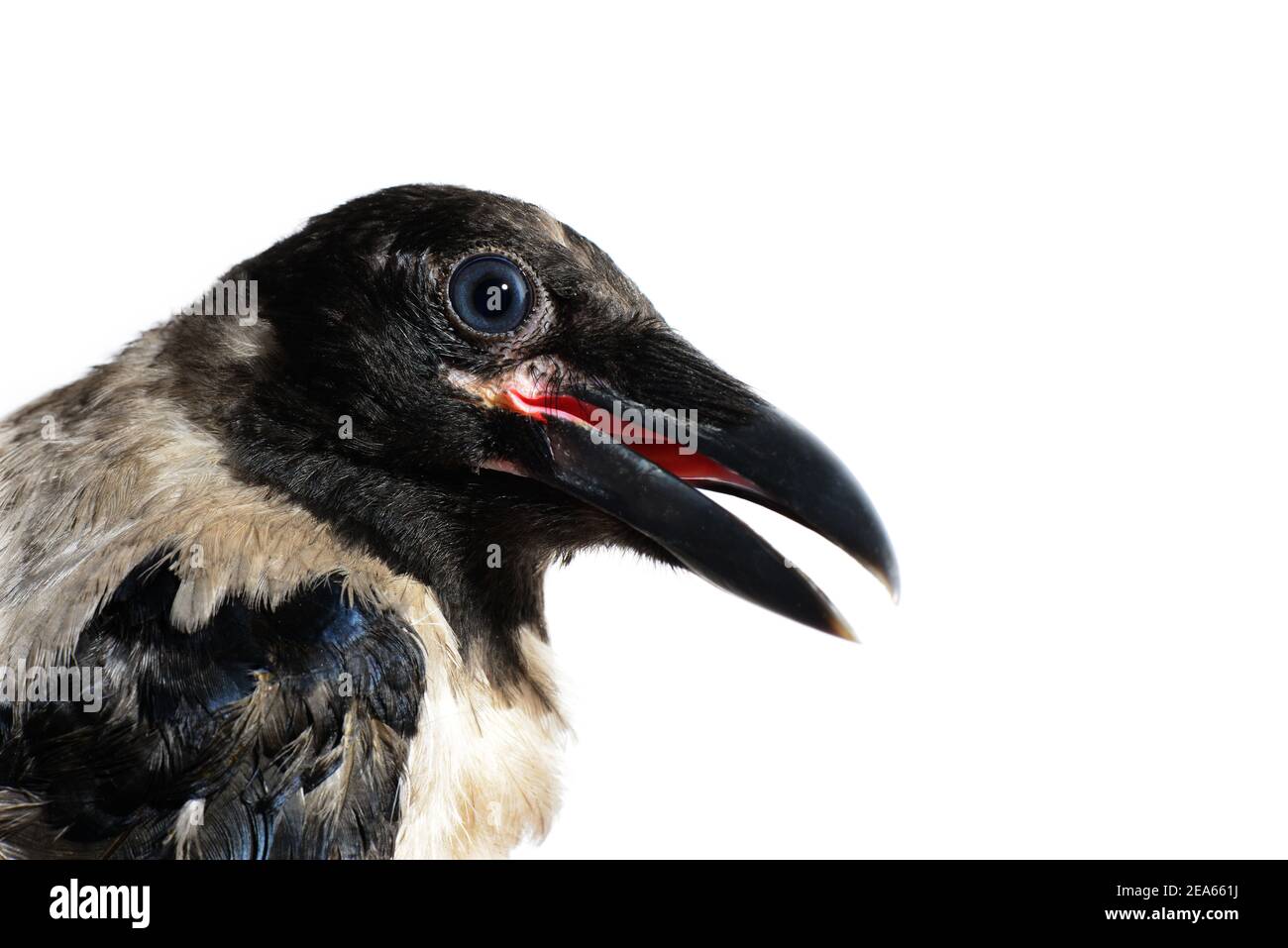 Close up crows head beak hi-res stock photography and images - Alamy