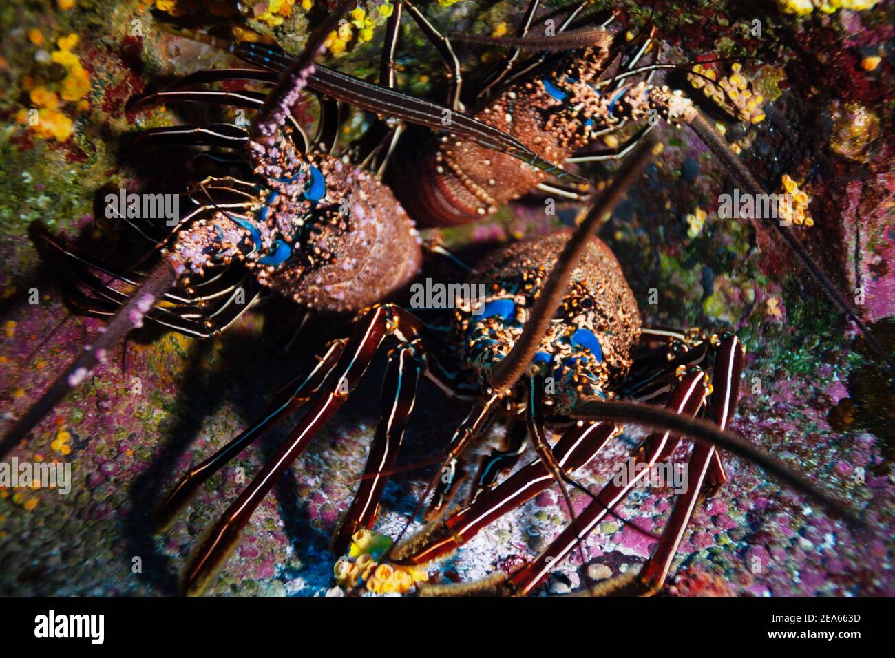 Underwater photo of two lobsters on the Pacific ocean floor Stock Photo ...
