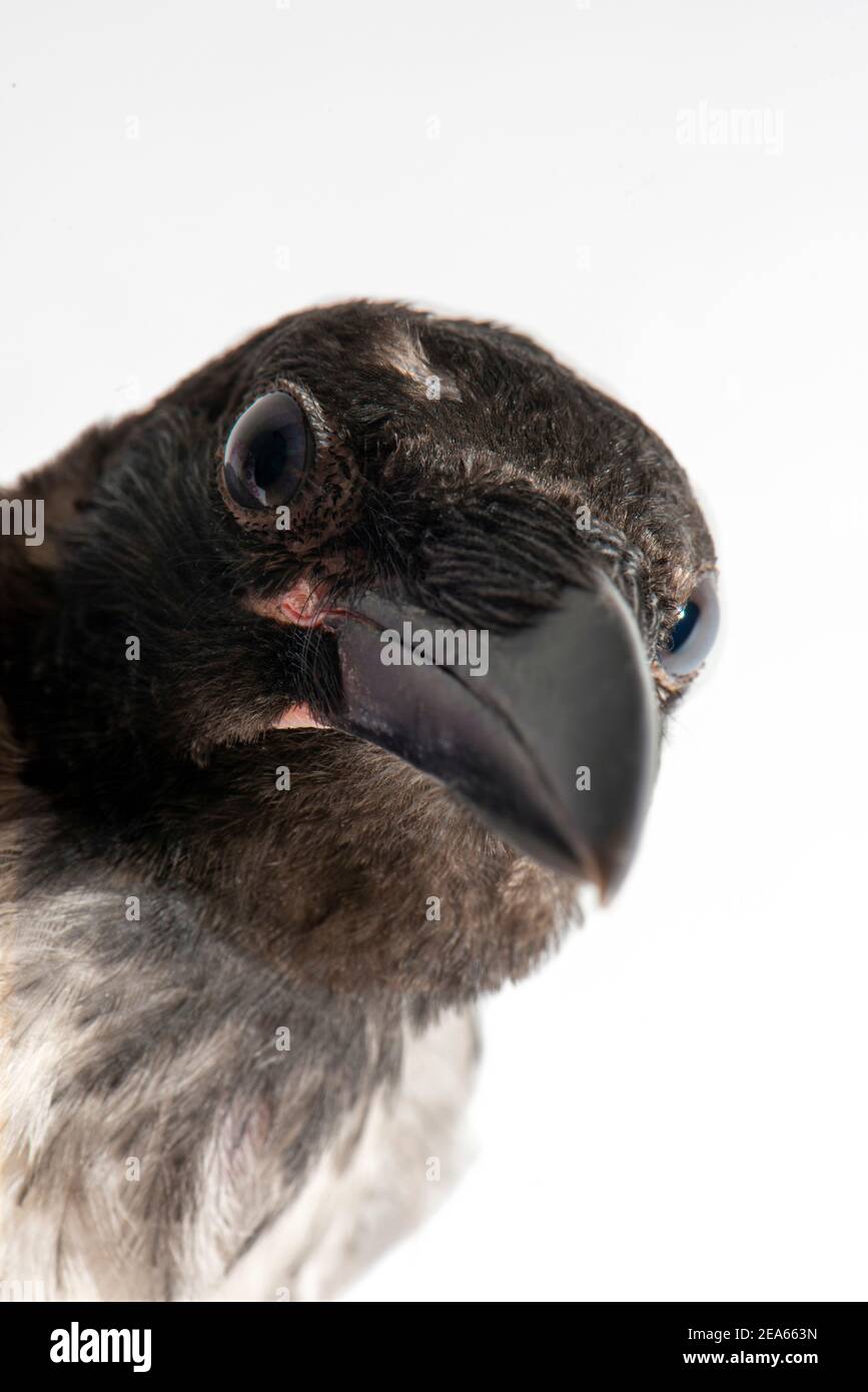 Close up crows head beak hi-res stock photography and images - Alamy