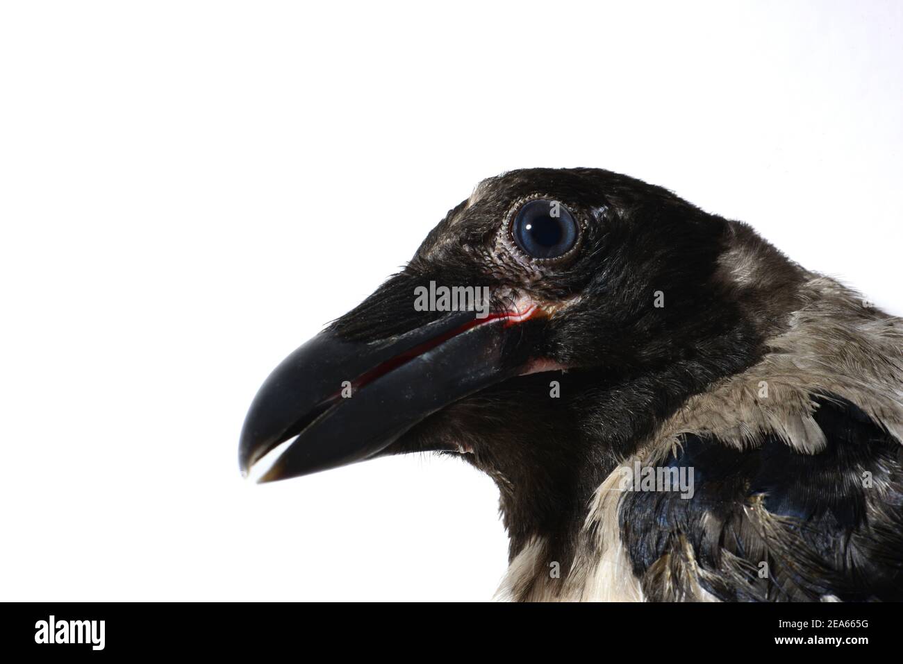 Close up crows head beak hi-res stock photography and images - Alamy