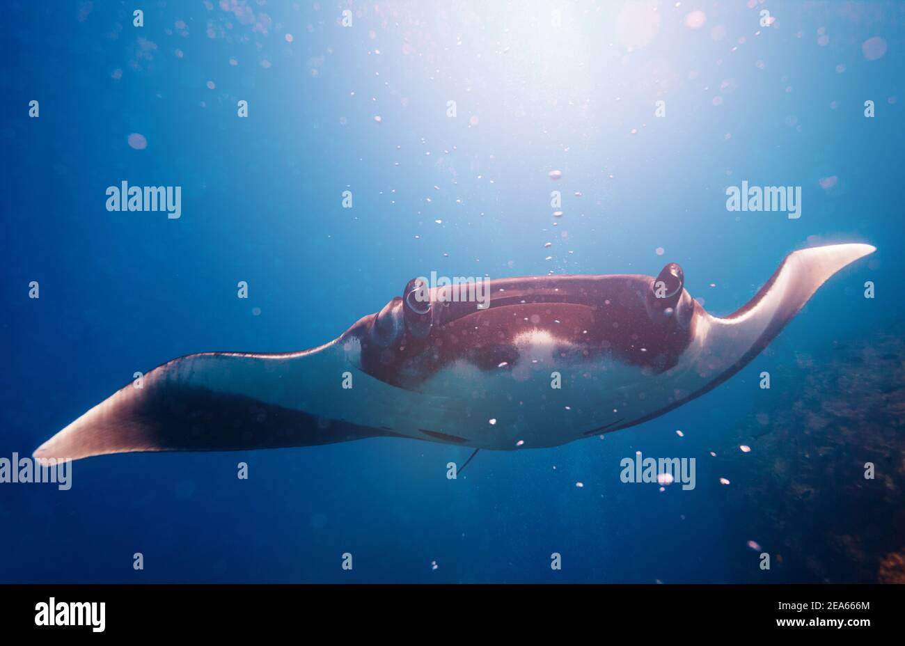 Front photo of beautiful Manta ray in the sunlight swimming to the ...