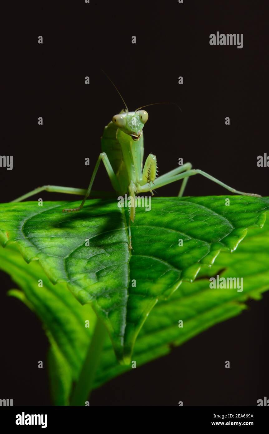 The giant asian mantis or indochina mantis Stock Photo - Alamy