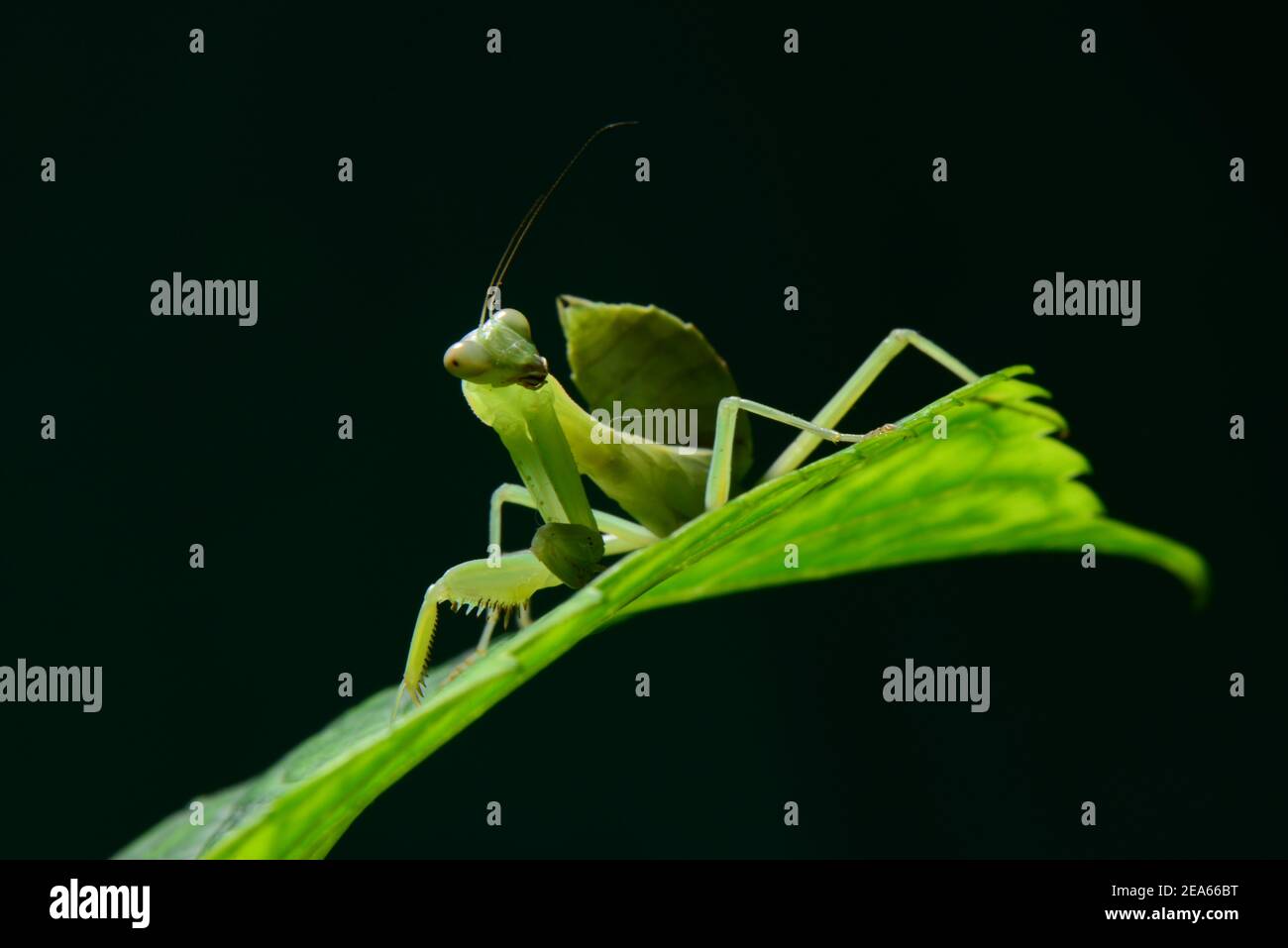 Giant asian praying mantis hi-res stock photography and images - Alamy