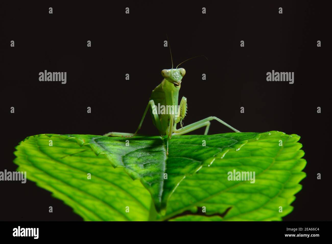 The giant asian mantis or indochina mantis Stock Photo - Alamy