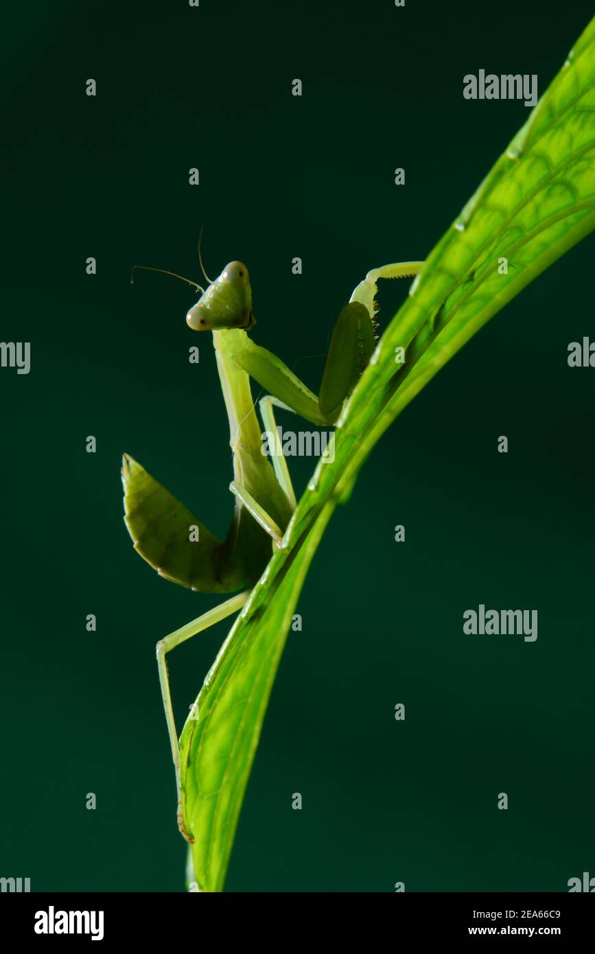 The giant asian mantis or indochina mantis Stock Photo - Alamy
