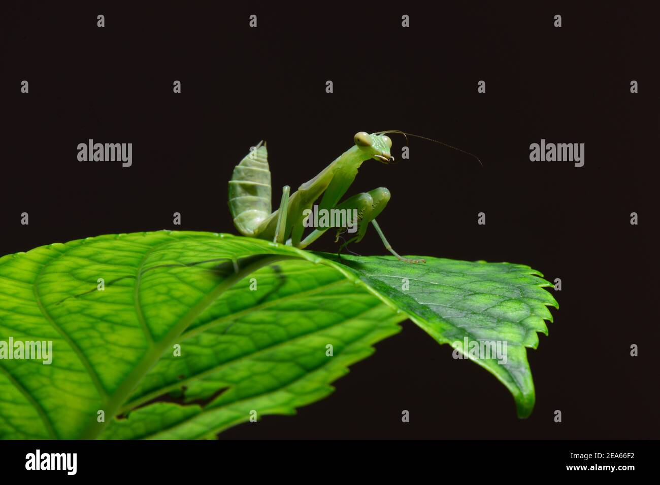 Giant asian praying mantis hi-res stock photography and images - Alamy