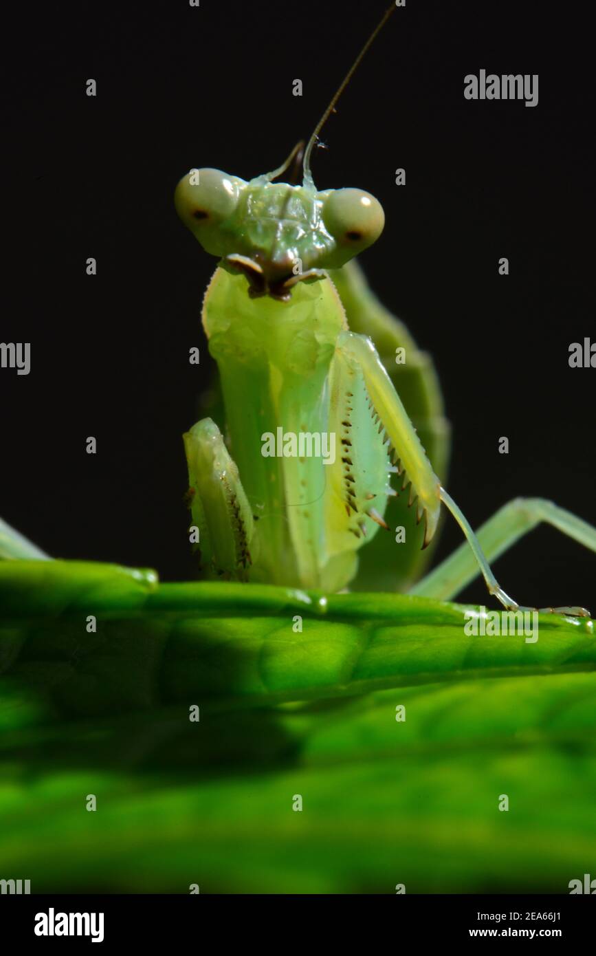 The giant asian mantis or indochina mantis Stock Photo - Alamy
