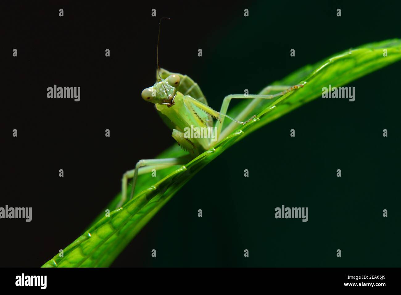The giant asian mantis or indochina mantis Stock Photo - Alamy