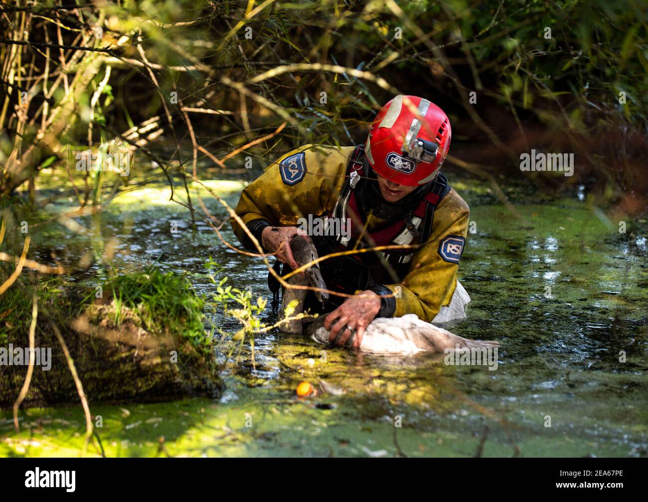 RSPB rescue a Swan Stock Photo - Alamy