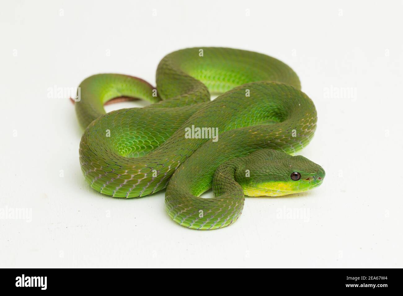 Pit viper snake trimeresurus albolabris insularis hi-res stock ...