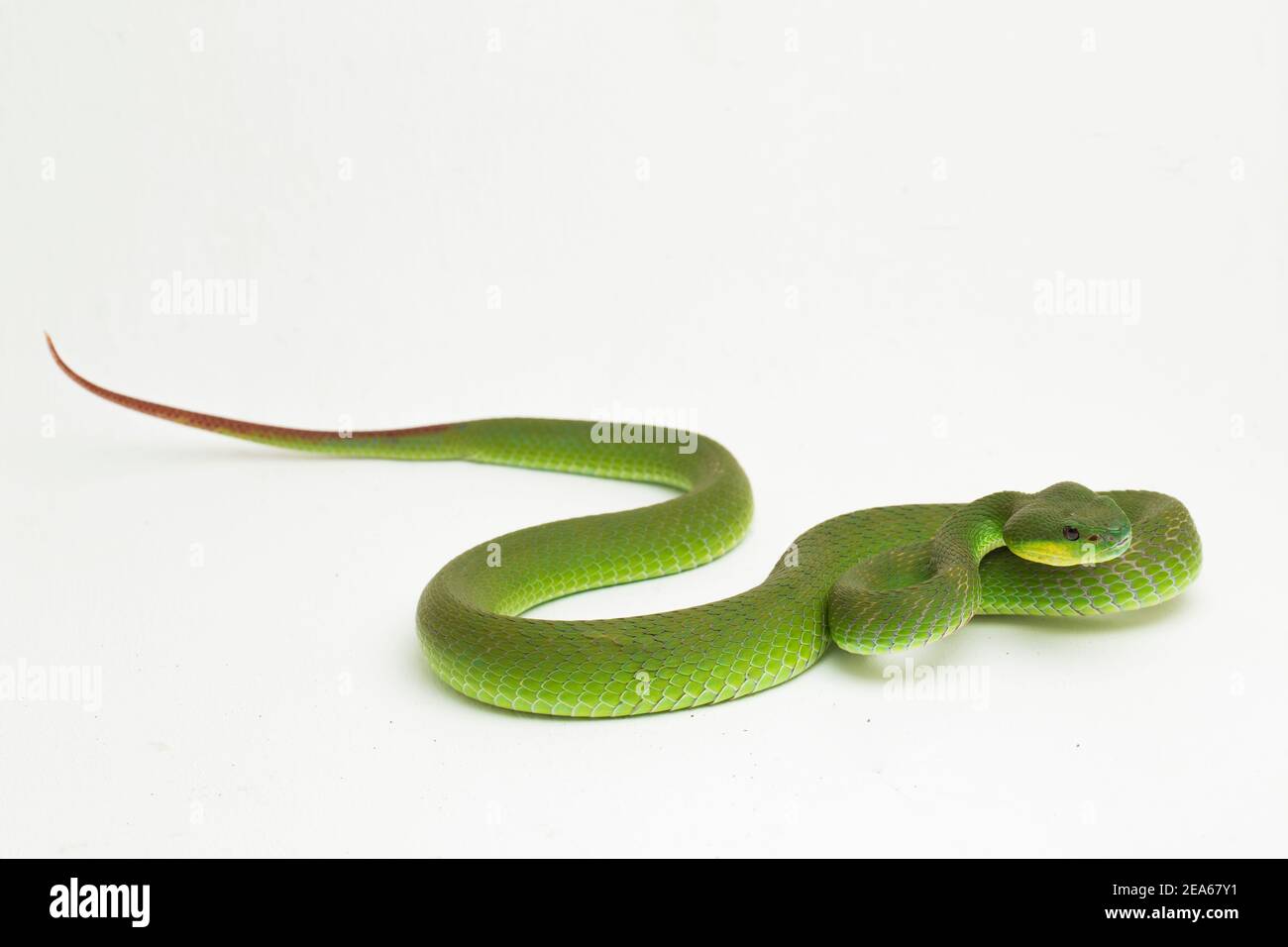 White Lipped Green Pit Viper