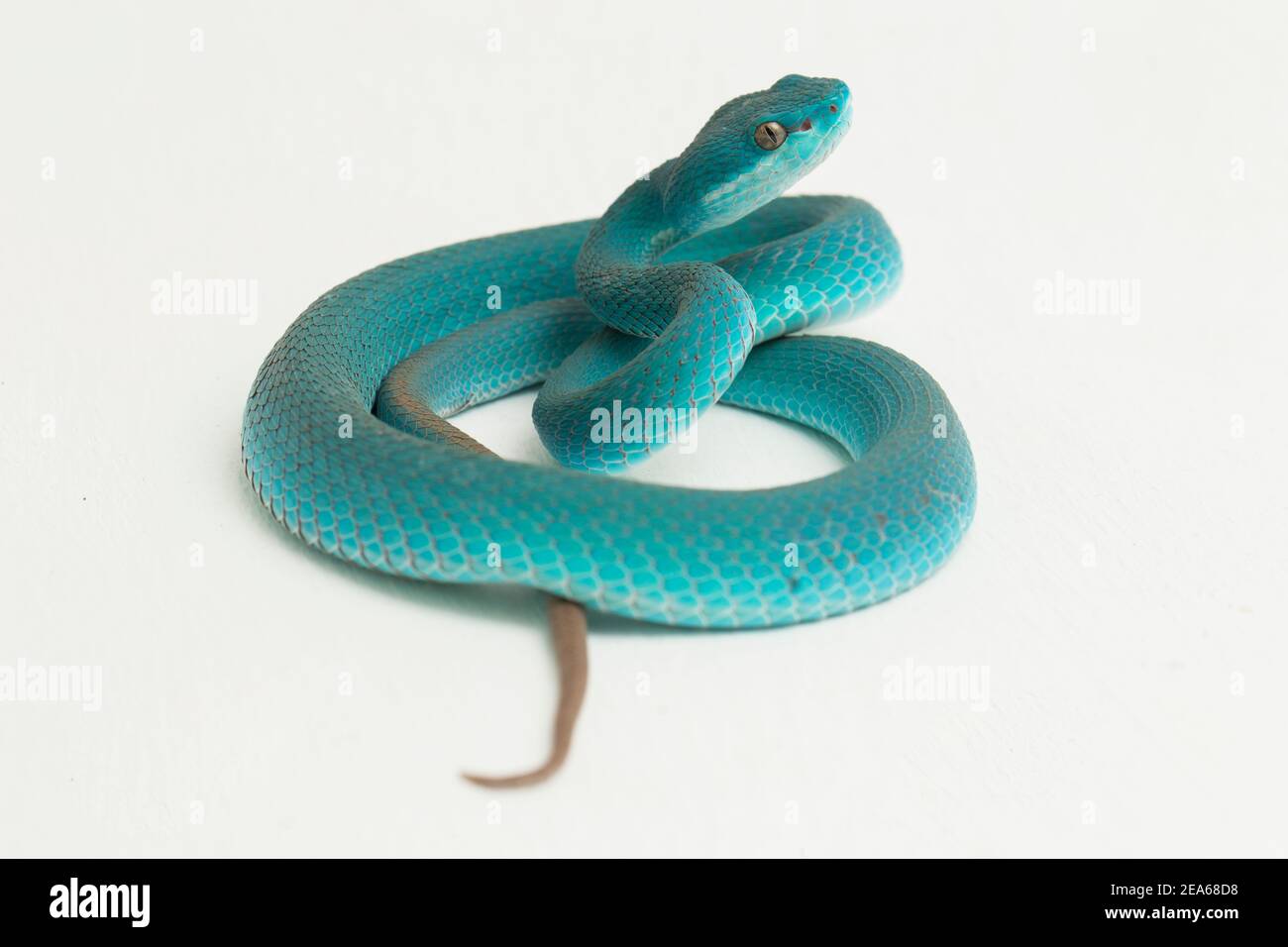 Blue Insularis (Trimeresurus Insularis) White-lipped Island Pit Viper ...