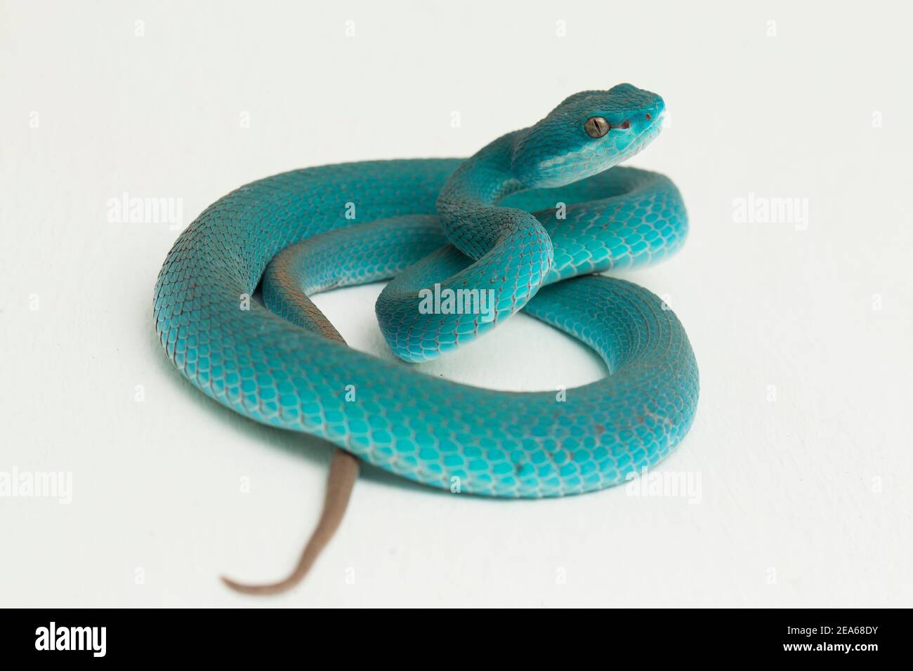 Blue Insularis (Trimeresurus Insularis) White-lipped Island Pit Viper ...