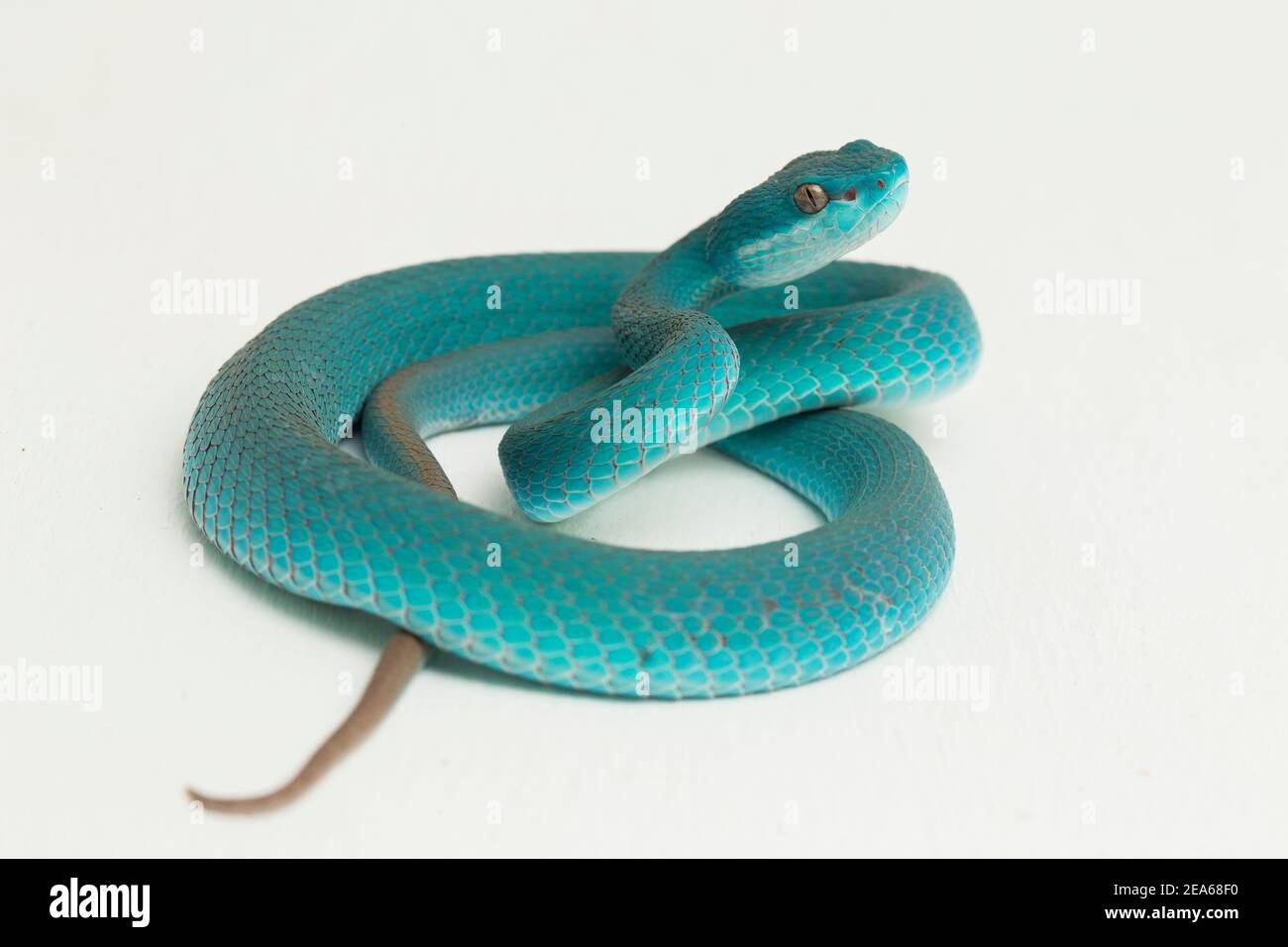 Blue Insularis (Trimeresurus Insularis) White-lipped Island Pit Viper ...
