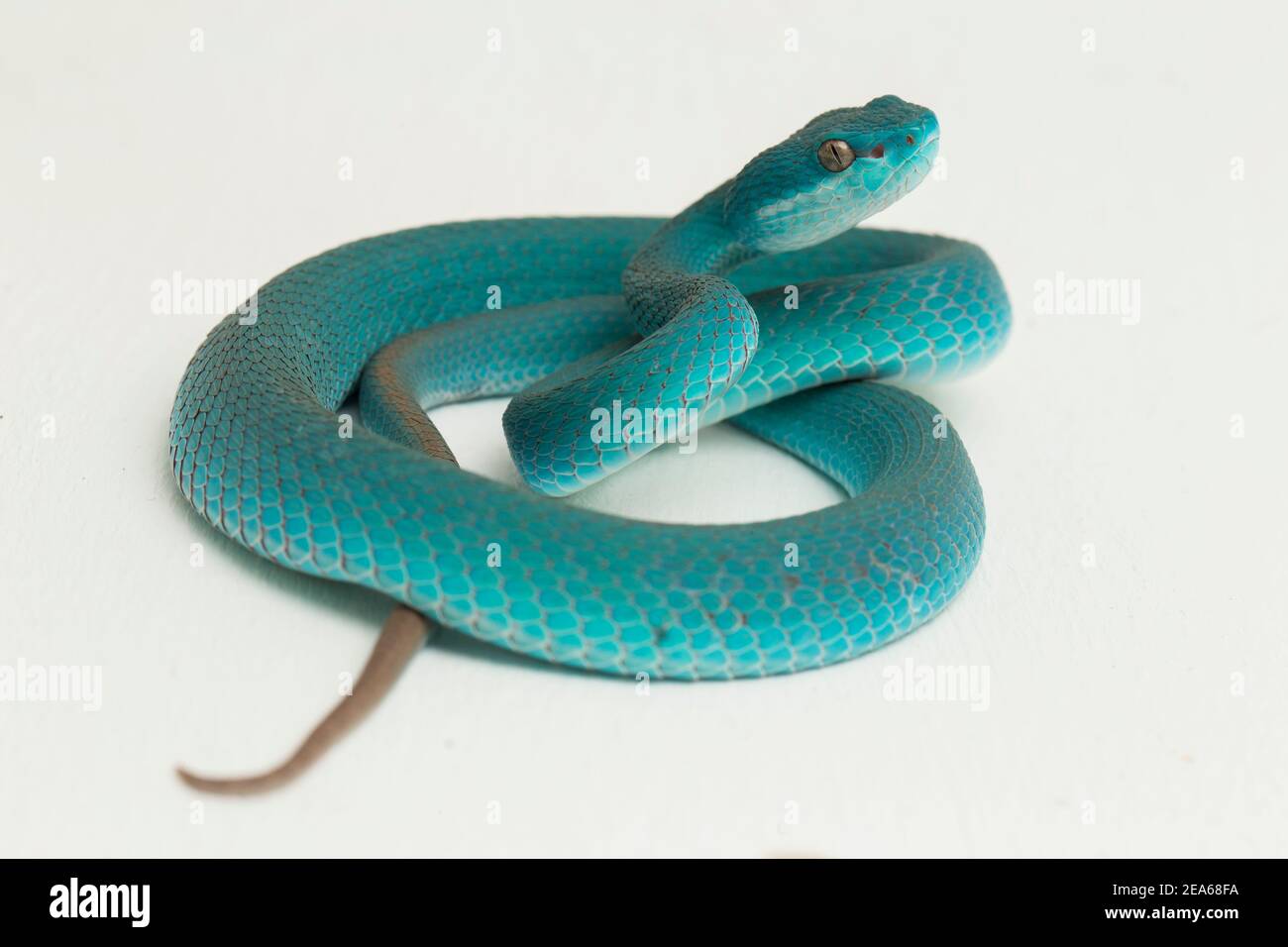 Blue Insularis (Trimeresurus Insularis) White-lipped Island Pit Viper ...