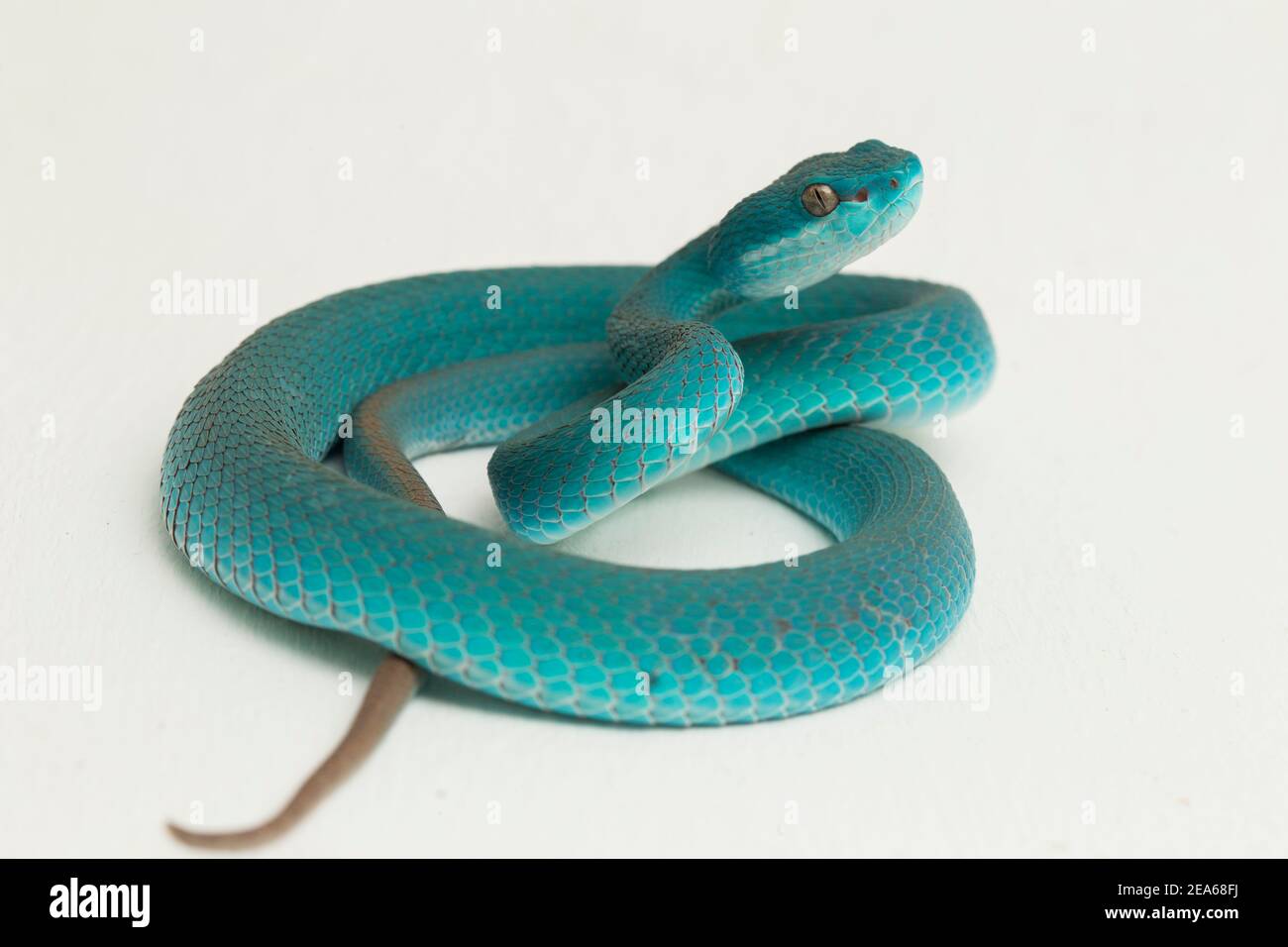 Blue Insularis (Trimeresurus Insularis) White-lipped Island Pit Viper ...