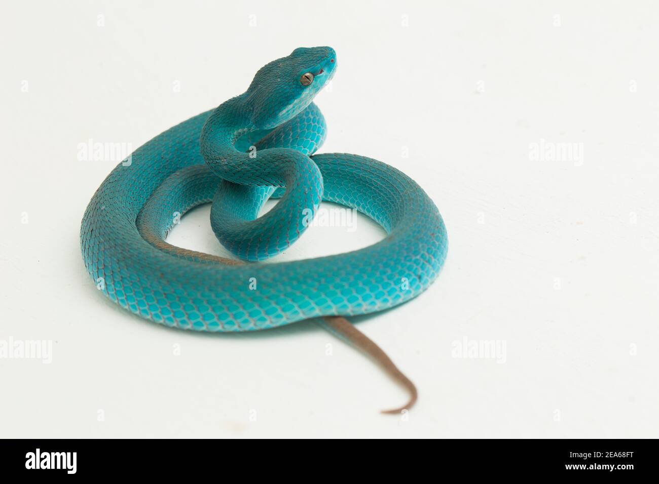 Blue Insularis (Trimeresurus Insularis) White-lipped Island Pit Viper ...