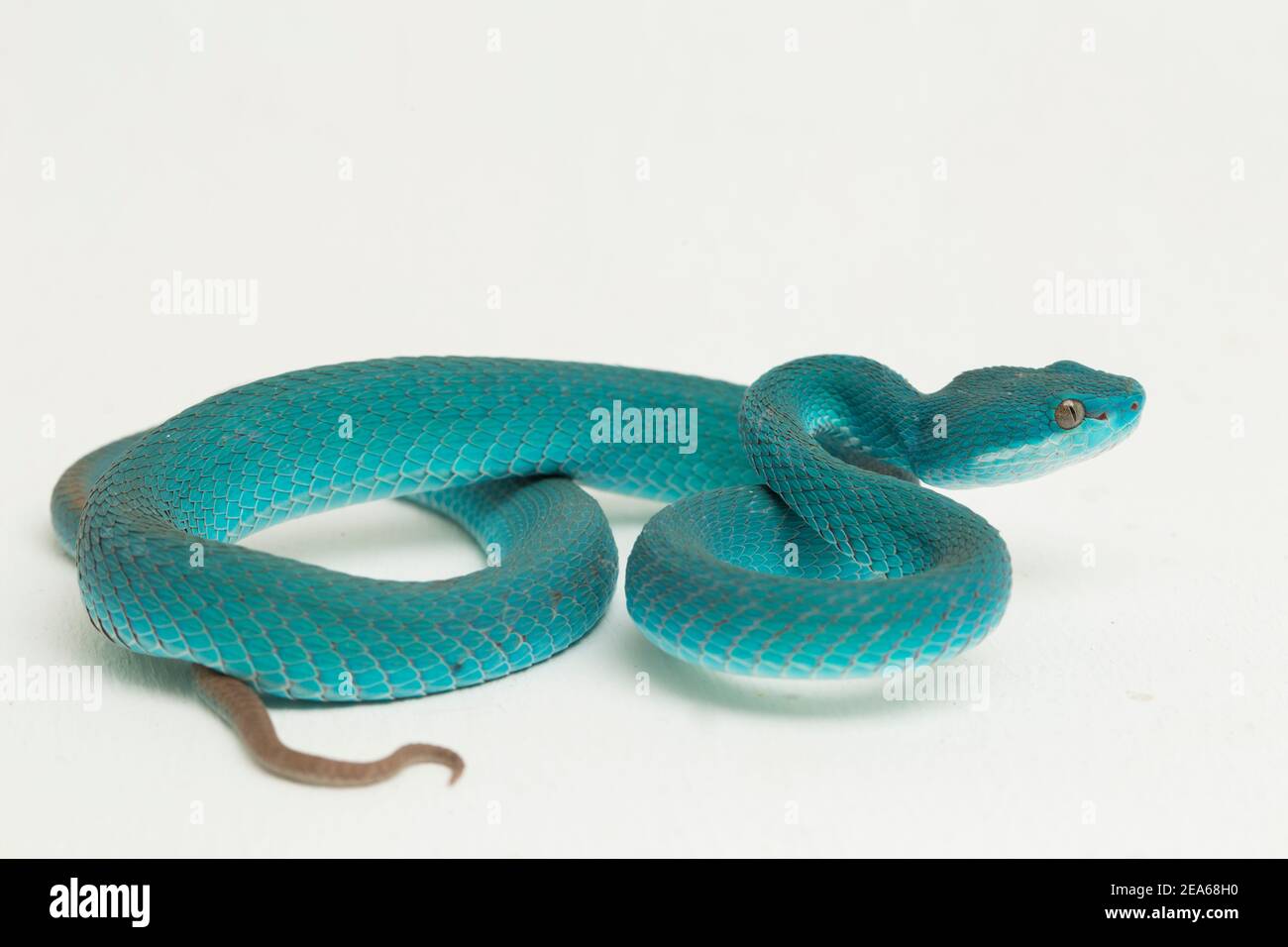 Blue Insularis (Trimeresurus Insularis) White-lipped Island Pit Viper ...