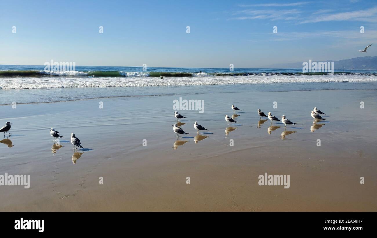 birds chilling on santa monica beach Stock Photo - Alamy