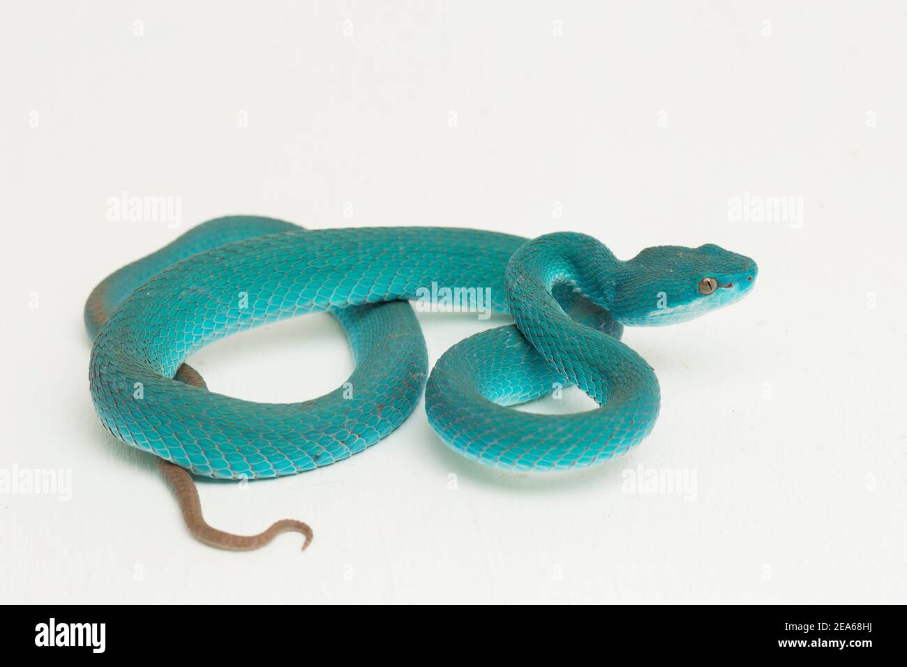 Blue Insularis (Trimeresurus Insularis) White-lipped Island Pit Viper ...