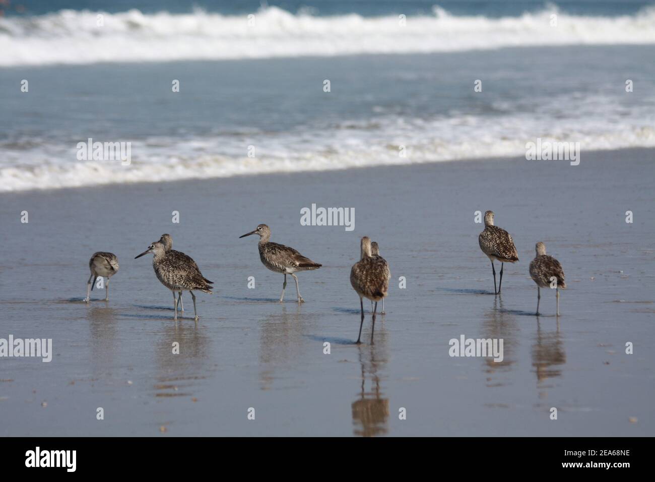 birds chilling on santa monica beach Stock Photo - Alamy