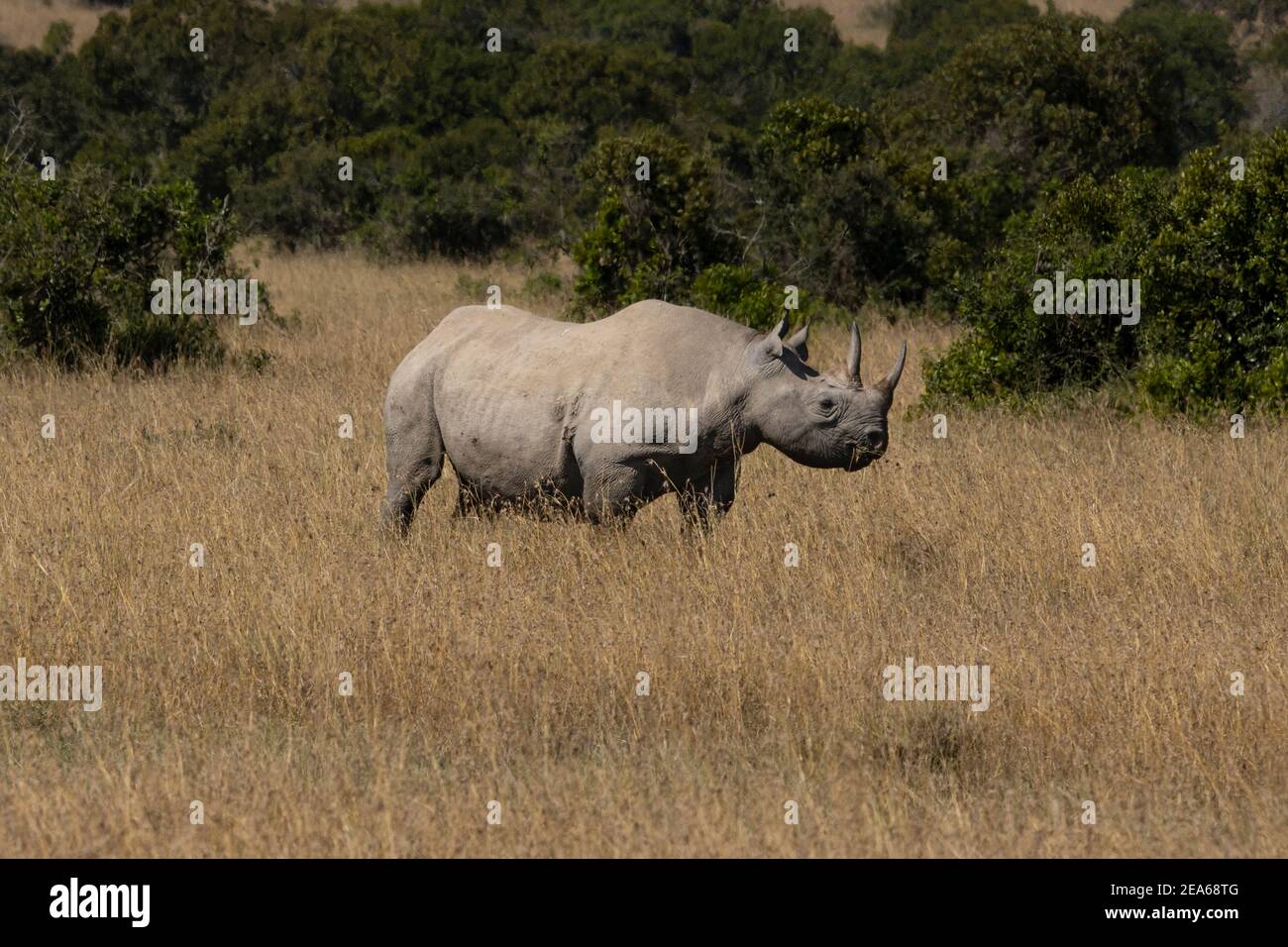 Black rhino standing in the grass on the savanna ins Kenya, with shrubs ...