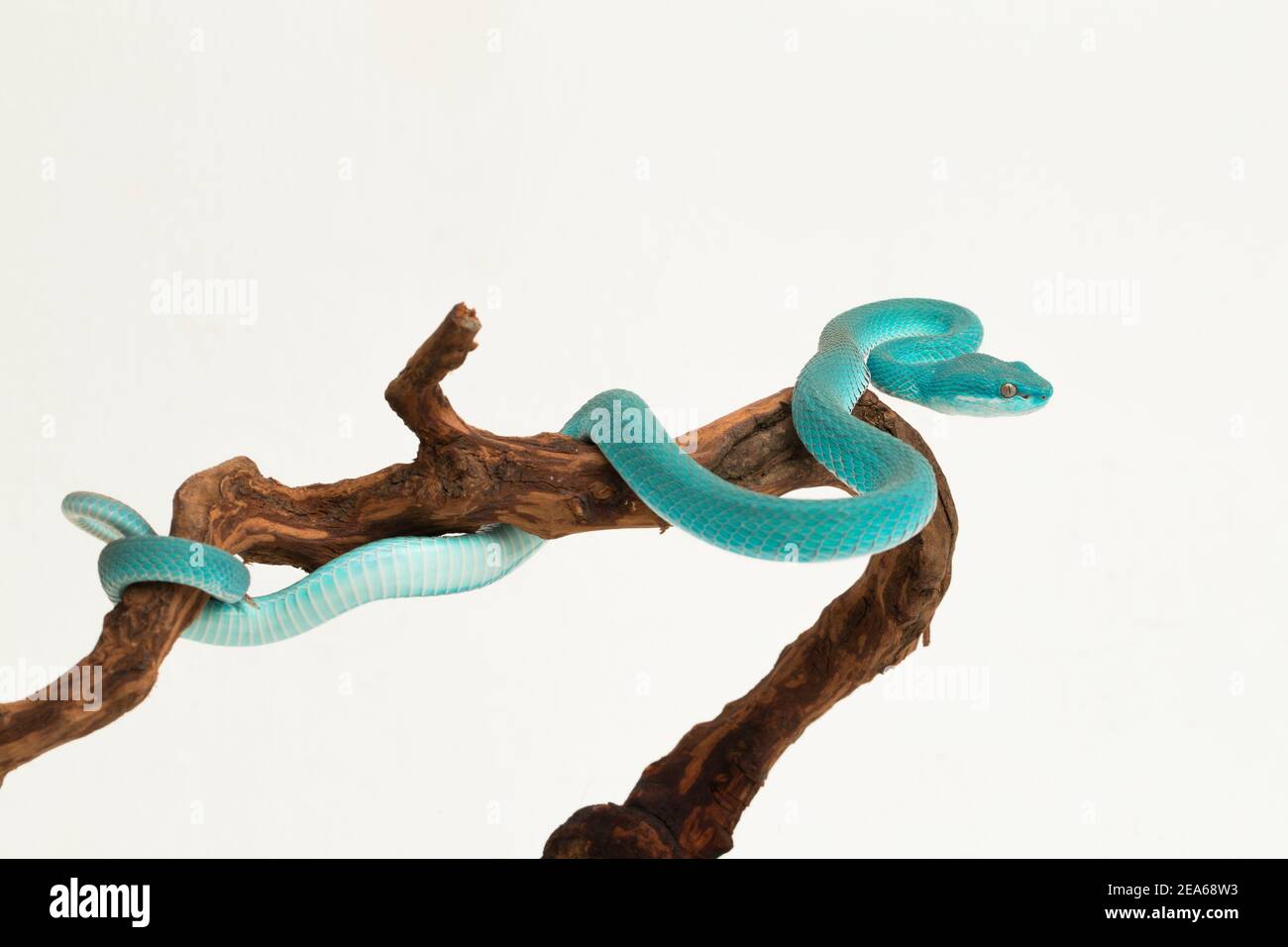 Blue Insularis (Trimeresurus Insularis) White-lipped Island Pit Viper ...