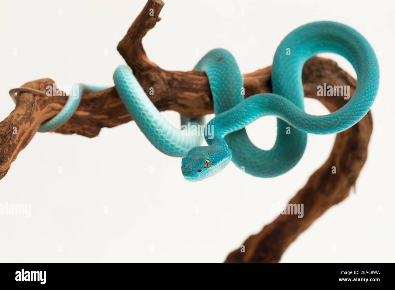 Blue Insularis (Trimeresurus Insularis) White-lipped Island Pit Viper ...