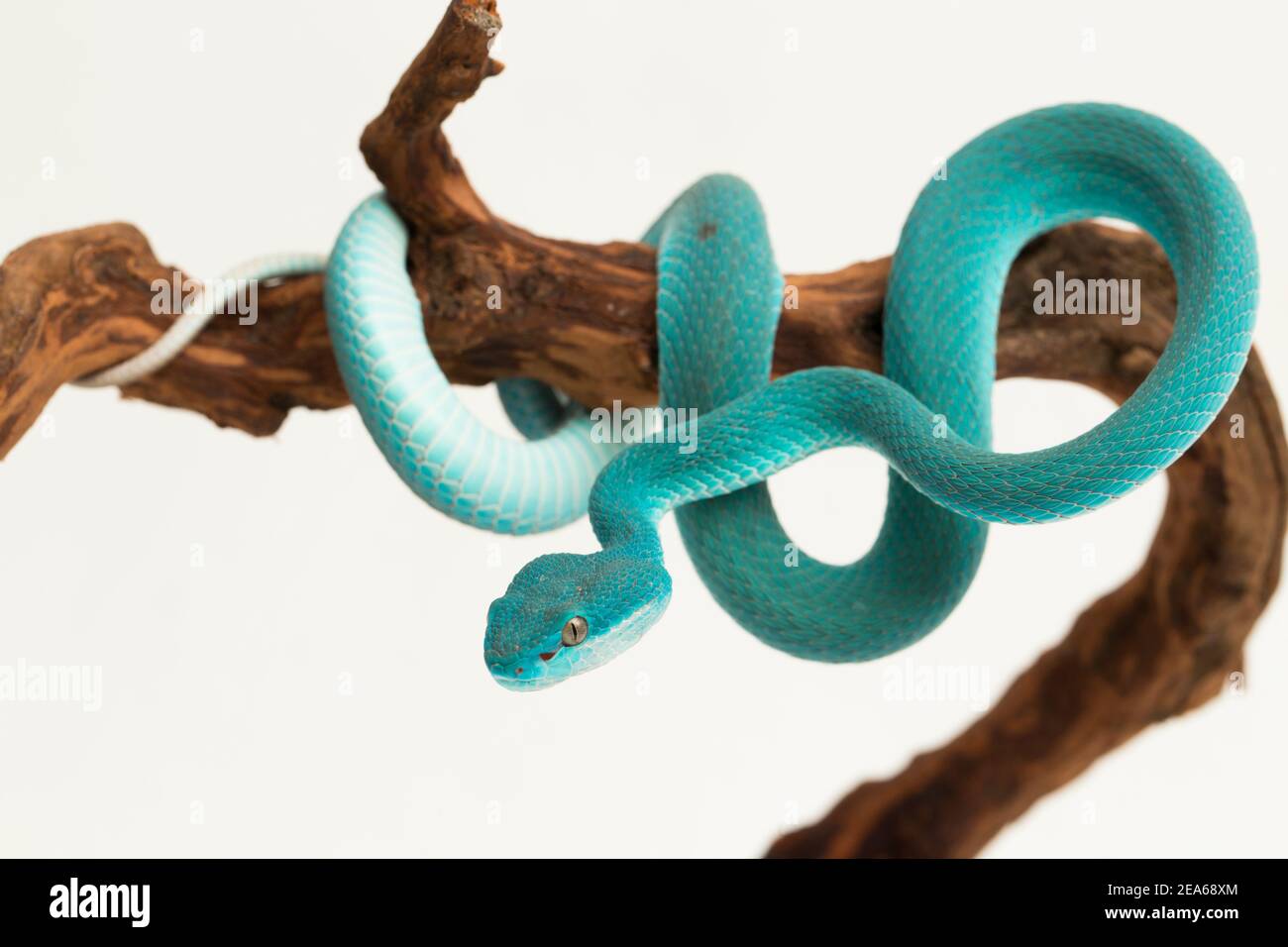 Blue Insularis (Trimeresurus Insularis) White-lipped Island Pit Viper ...
