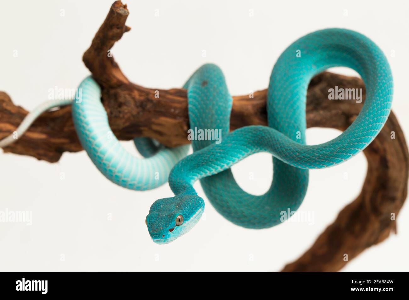Blue Insularis (Trimeresurus Insularis) White-lipped Island Pit Viper ...