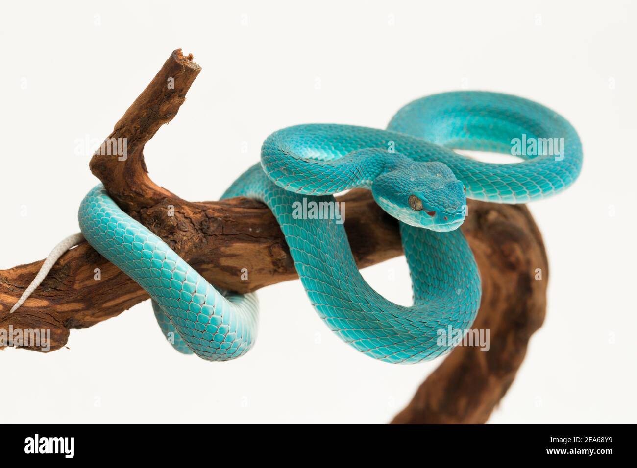 Blue Insularis (Trimeresurus Insularis) White-lipped Island Pit Viper ...