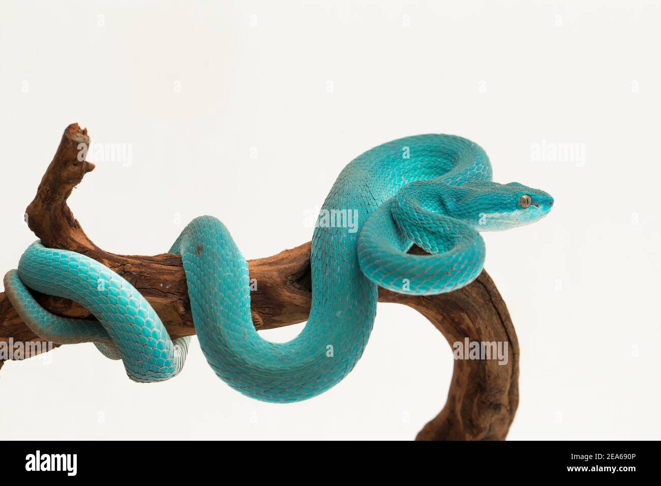 Blue Insularis (Trimeresurus Insularis) White-lipped Island Pit Viper ...