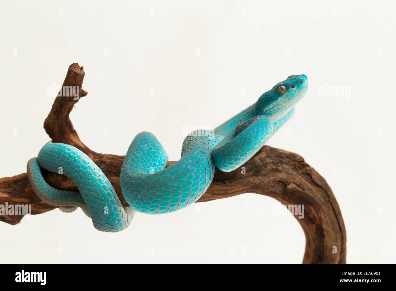 Blue Insularis (Trimeresurus Insularis) White-lipped Island Pit Viper ...