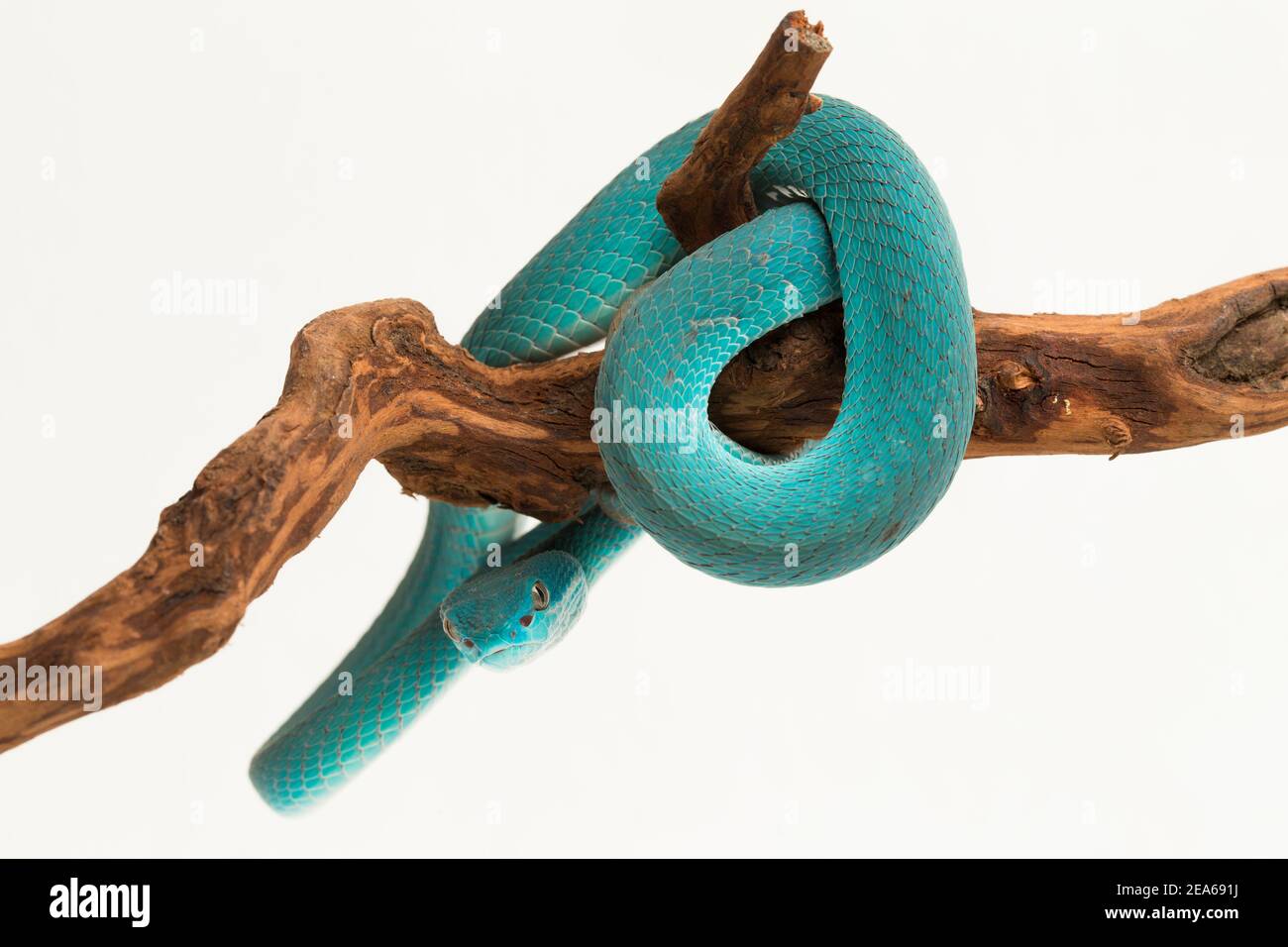 Blue Insularis (Trimeresurus Insularis) White-lipped Island Pit Viper ...