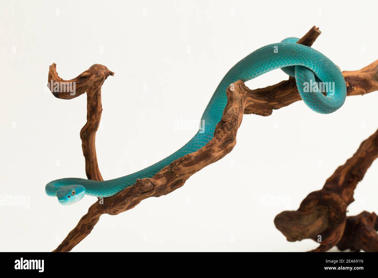 Blue Insularis (Trimeresurus Insularis) White-lipped Island Pit Viper ...