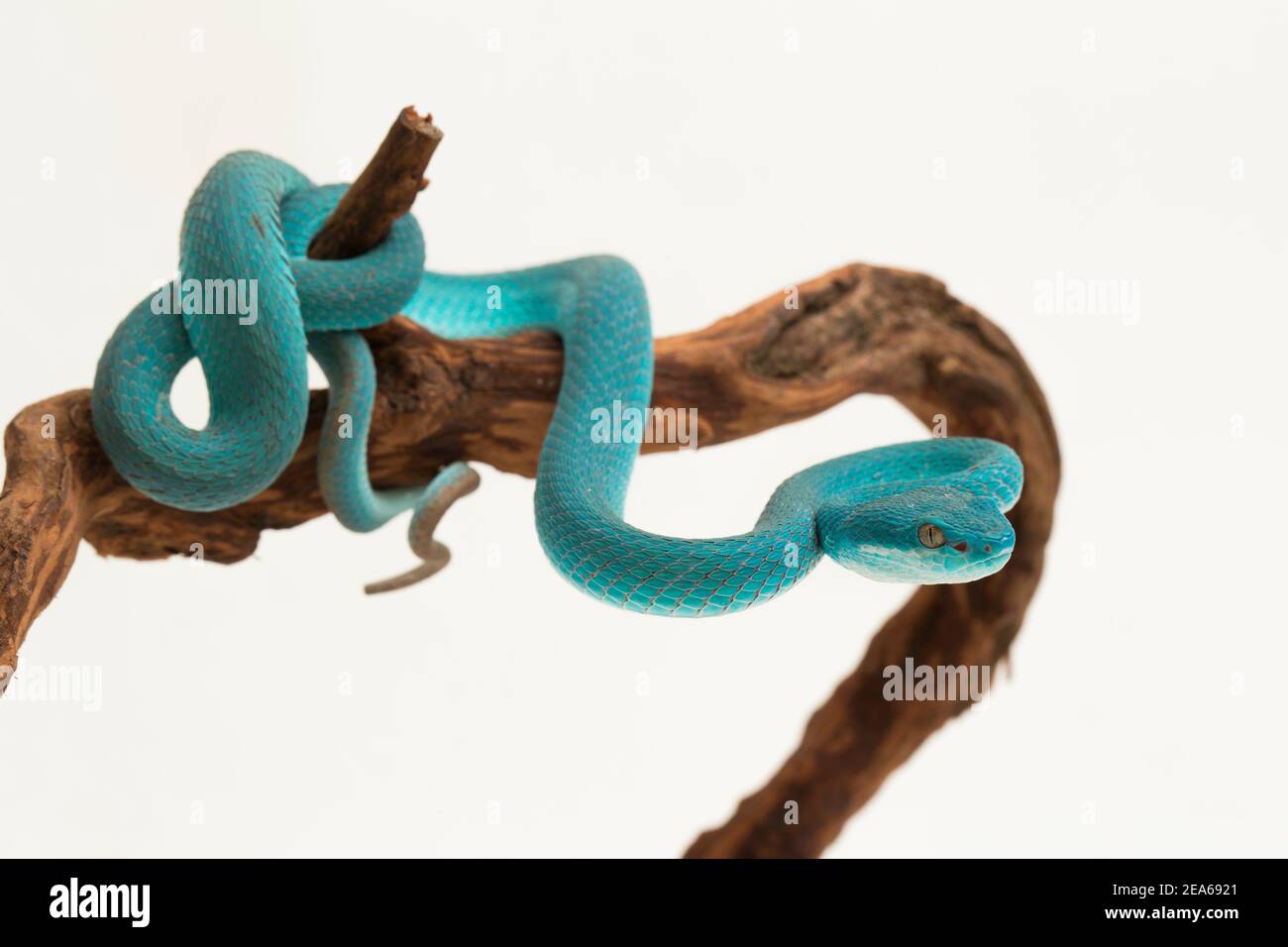 Blue Insularis (Trimeresurus Insularis) White-lipped Island Pit Viper ...