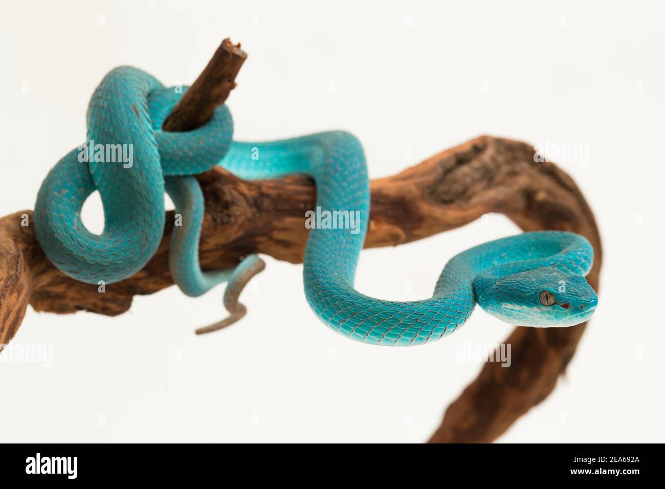 Blue Insularis (Trimeresurus Insularis) White-lipped Island Pit Viper ...