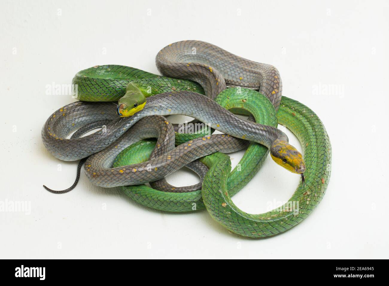 Gonyosoma oxycephalum, the arboreal ratsnake, the red-tailed green ...