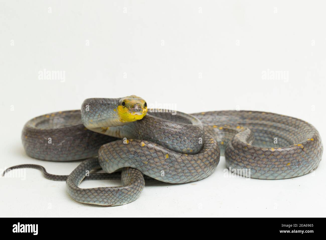 Gonyosoma oxycephalum, the arboreal ratsnake, the red-tailed green ...