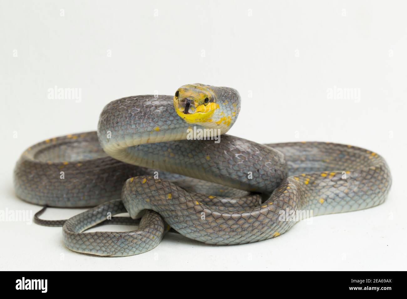 Gonyosoma oxycephalum, the arboreal ratsnake, the red-tailed green ...