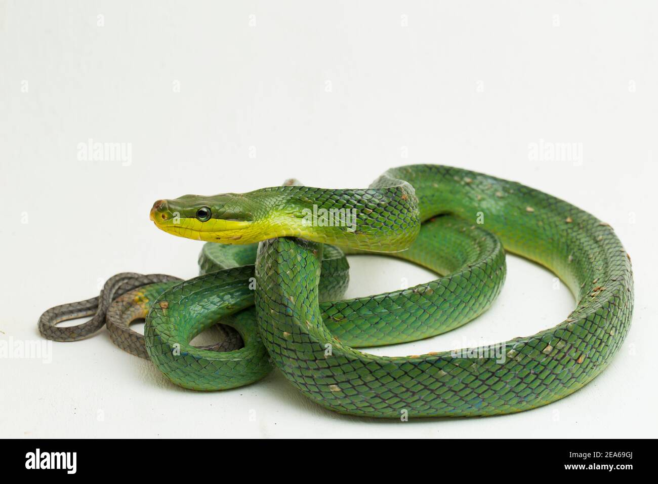 Gonyosoma oxycephalum, the arboreal ratsnake, the red-tailed green ...