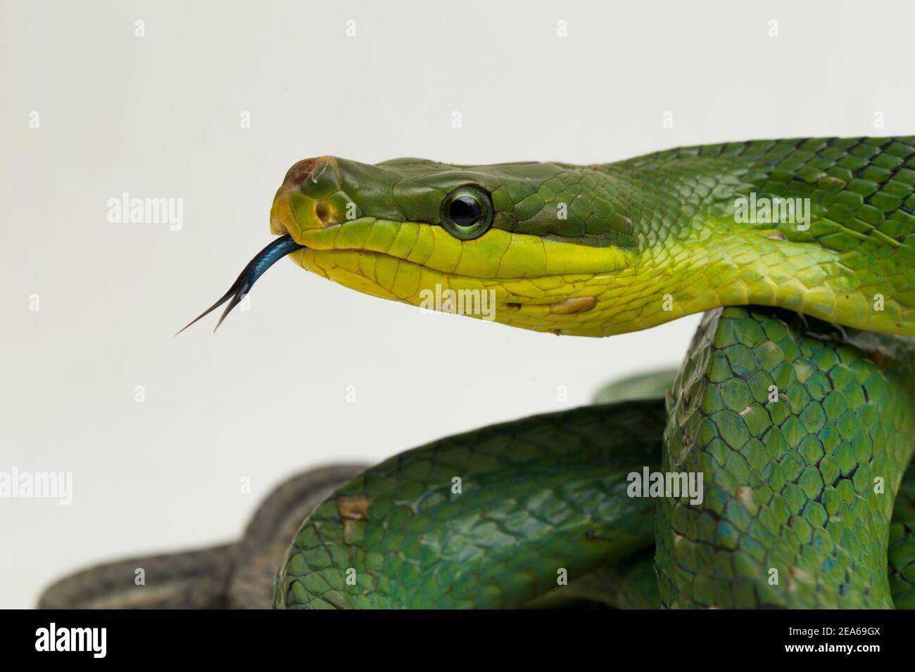 Gonyosoma oxycephalum, the arboreal ratsnake, the red-tailed green ...