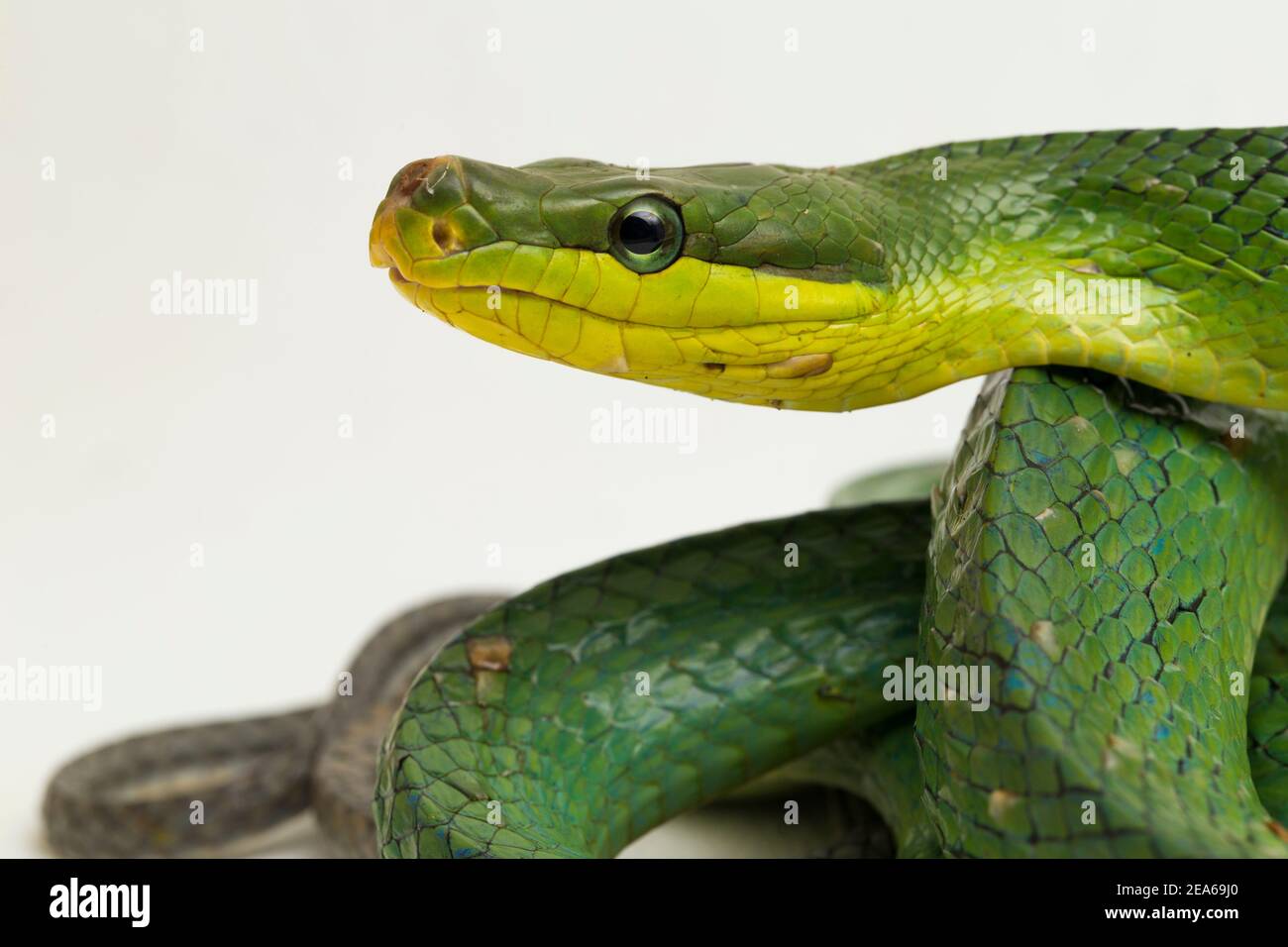 Gonyosoma oxycephalum, the arboreal ratsnake, the red-tailed green ...