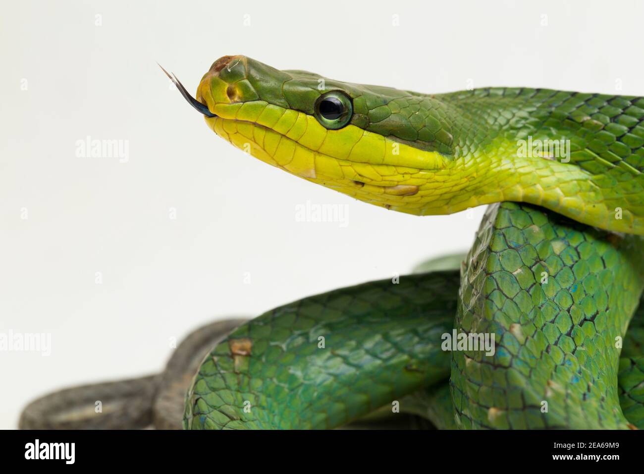 Gonyosoma oxycephalum, the arboreal ratsnake, the red-tailed green ...
