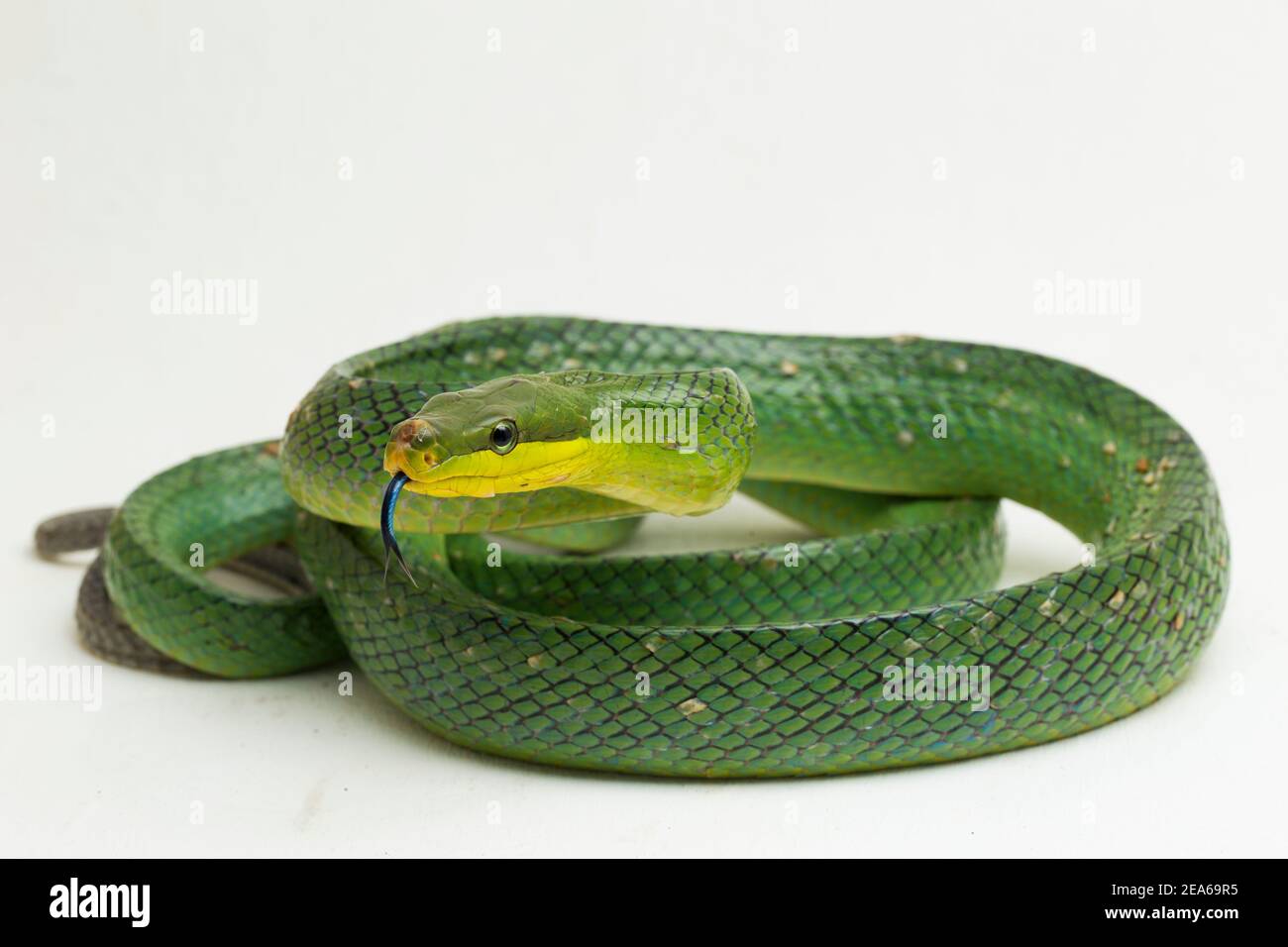 Gonyosoma oxycephalum, the arboreal ratsnake, the red-tailed green ...
